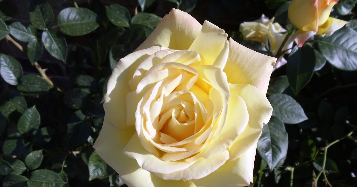 The Smith's Bennie and Patsy: May