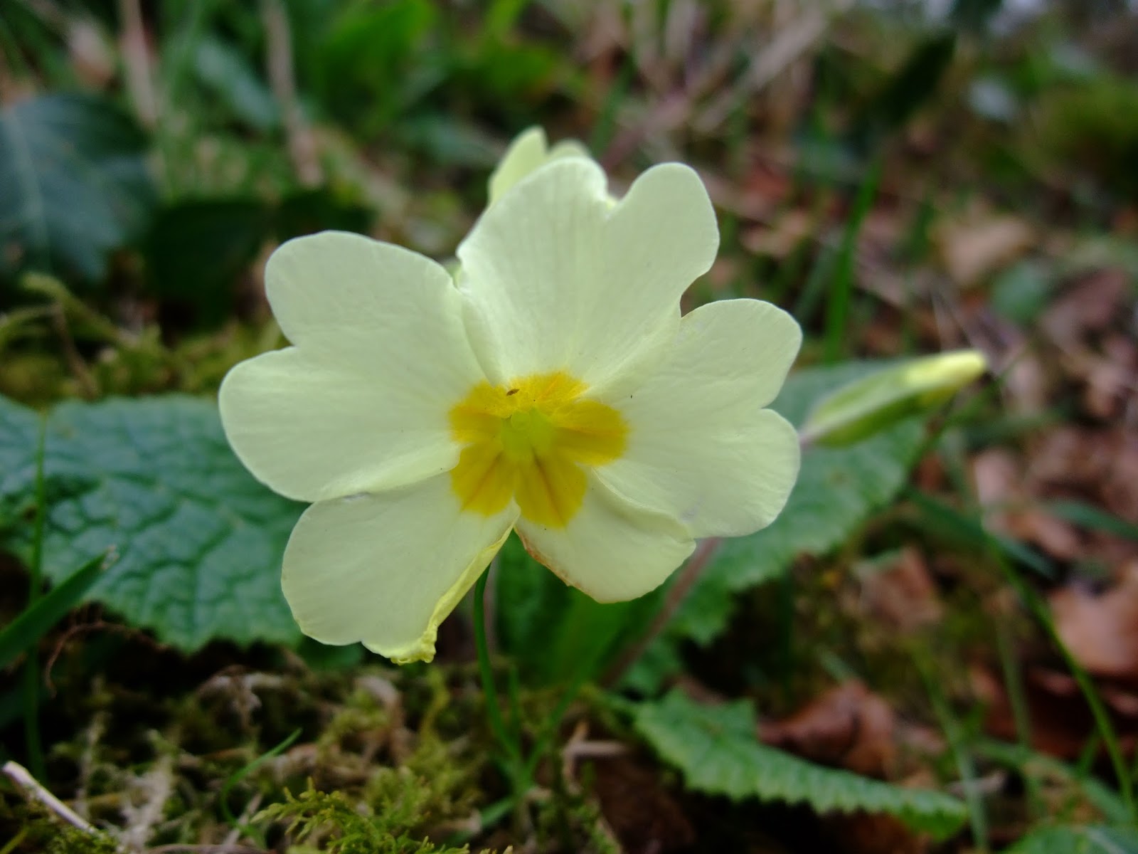 HERBAL PICNIC: COMMON PRIMROSE