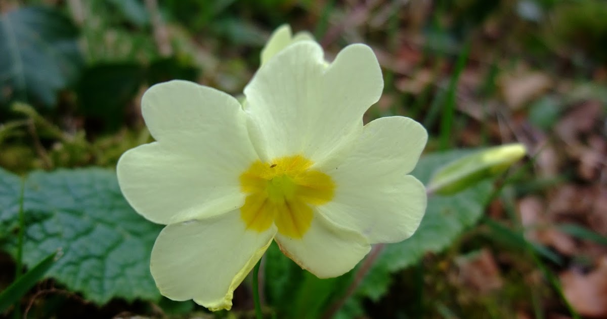 HERBAL PICNIC: COMMON PRIMROSE