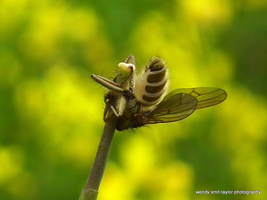 Pembrokeshire Wildlife: the upside down world of flies