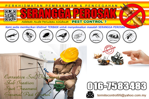 Tips Untuk Mengesan Anai-Anai Di Rumah Anda!