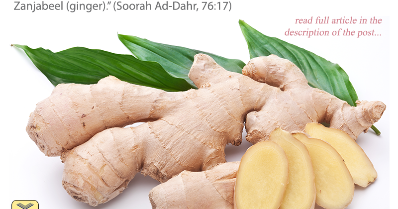 GINGER ( Islamic Medicine ) - Best Right Way