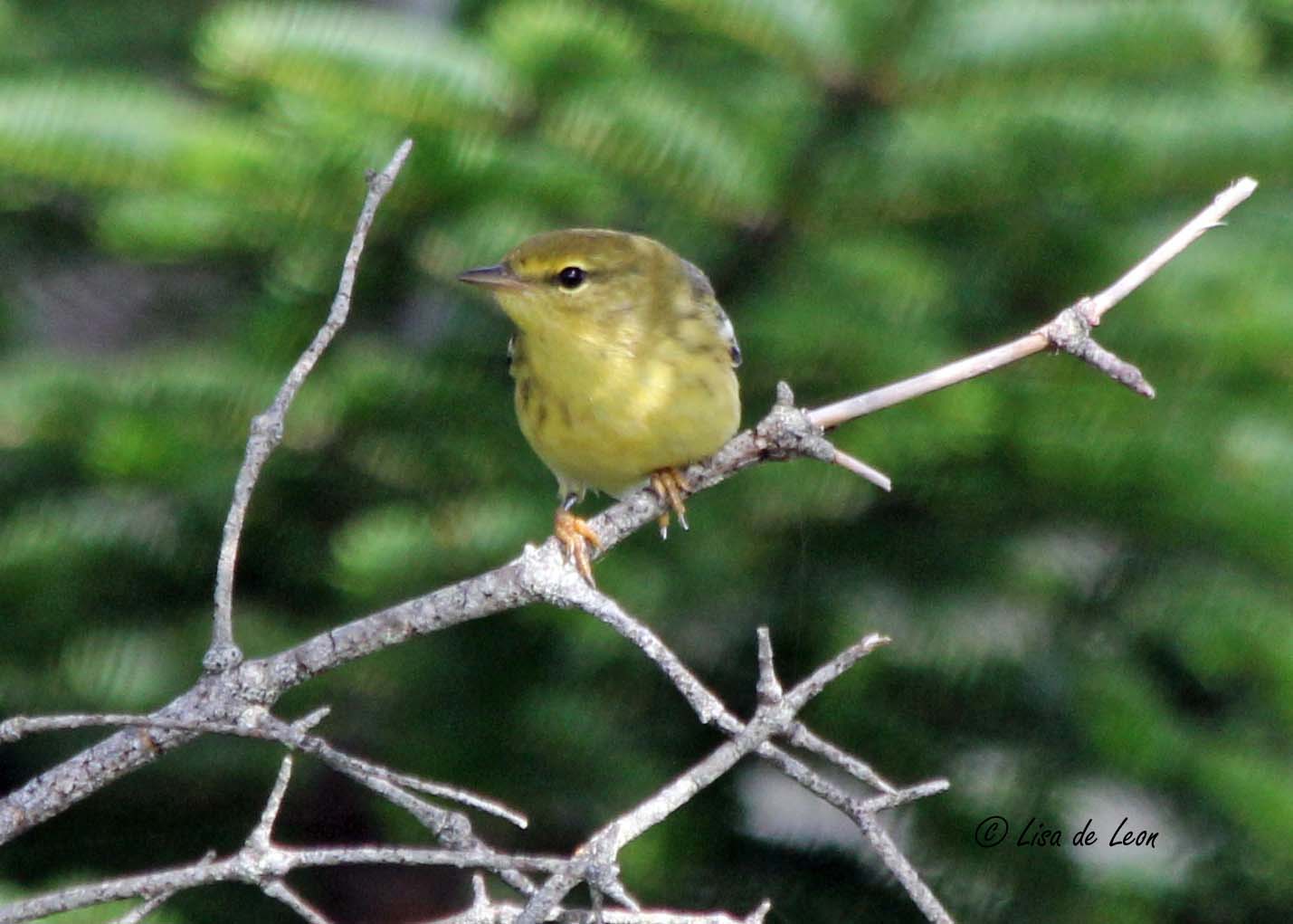 Birding with Lisa de Leon: Fall Blackpoll Warbler