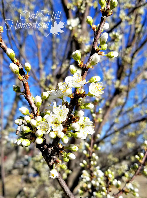 Spring in the Orchard: a story of anticipation and hope - Oak Hill ...