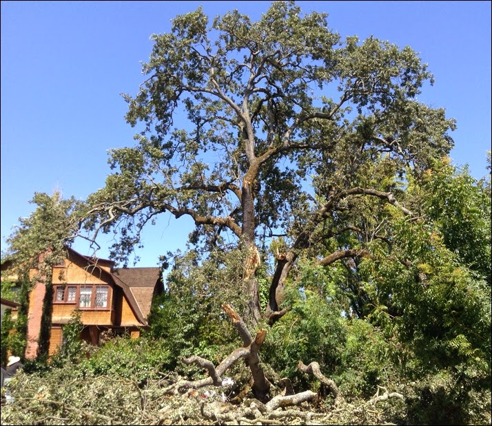 Bean an Tighe: Restoring an Edwardian Home and Garden