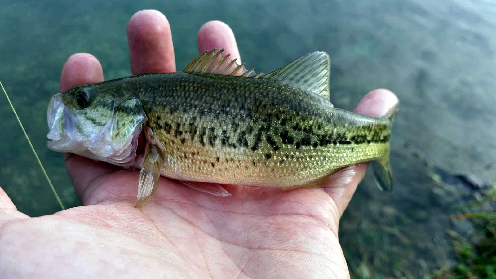 STREET FISHING CROATIA: Street Fishing Croatia - winter Perch - Bass