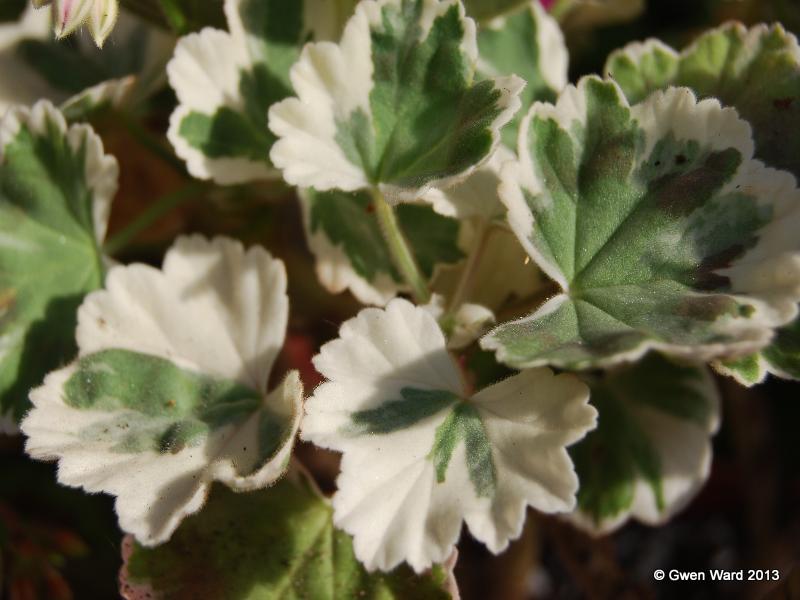 PERFECT PELARGONIUMS: Princess Alexandra - a bi-coloured zonal - and ...