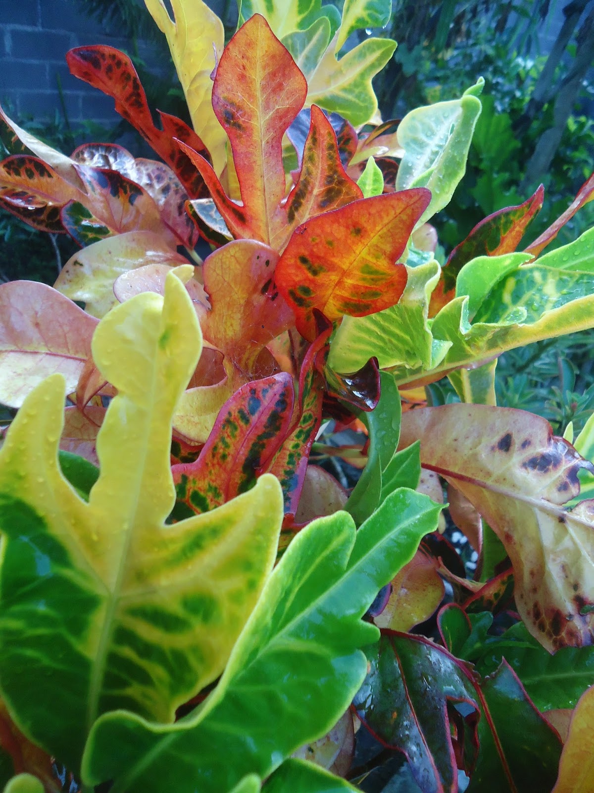 WALLPAPER BUNGA PURING ROMANTIS - Rumah Daun Muda