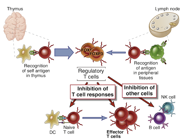 RESPON IMUNITAS INFEKSI JAMUR