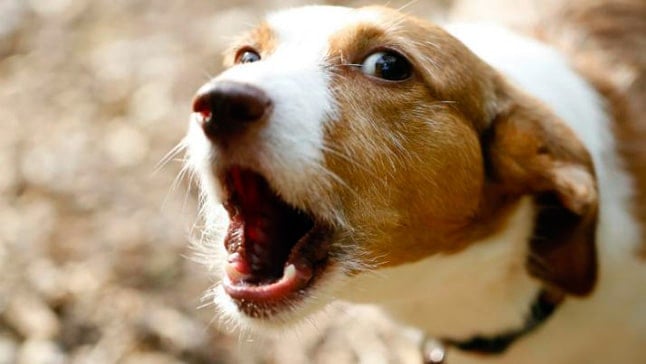El Problema de los excesivos ladridos del Perro - Todo para Mascotas