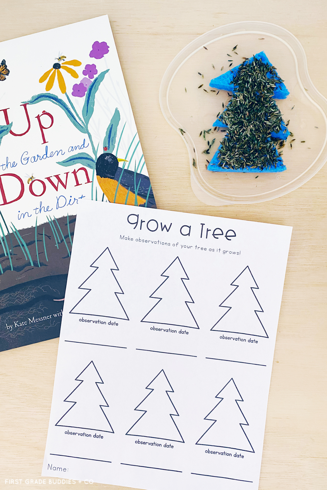 Simple Science : Grow a Tree | First Grade Buddies