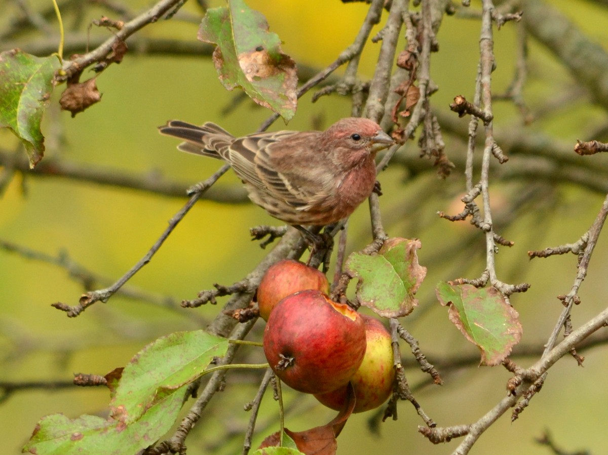 Woods Walks and Wildlife: The Rest of Summer and Fall