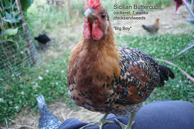Chicks and Weeds: Big Boy - a Sicilian Buttercup - sweetness of my flock