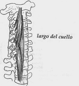 ANATOMÍA Y FISIOLOGÍA HUMANAS: SISTEMA MÚSCULO ESQUELÉTICO: Miología de ...