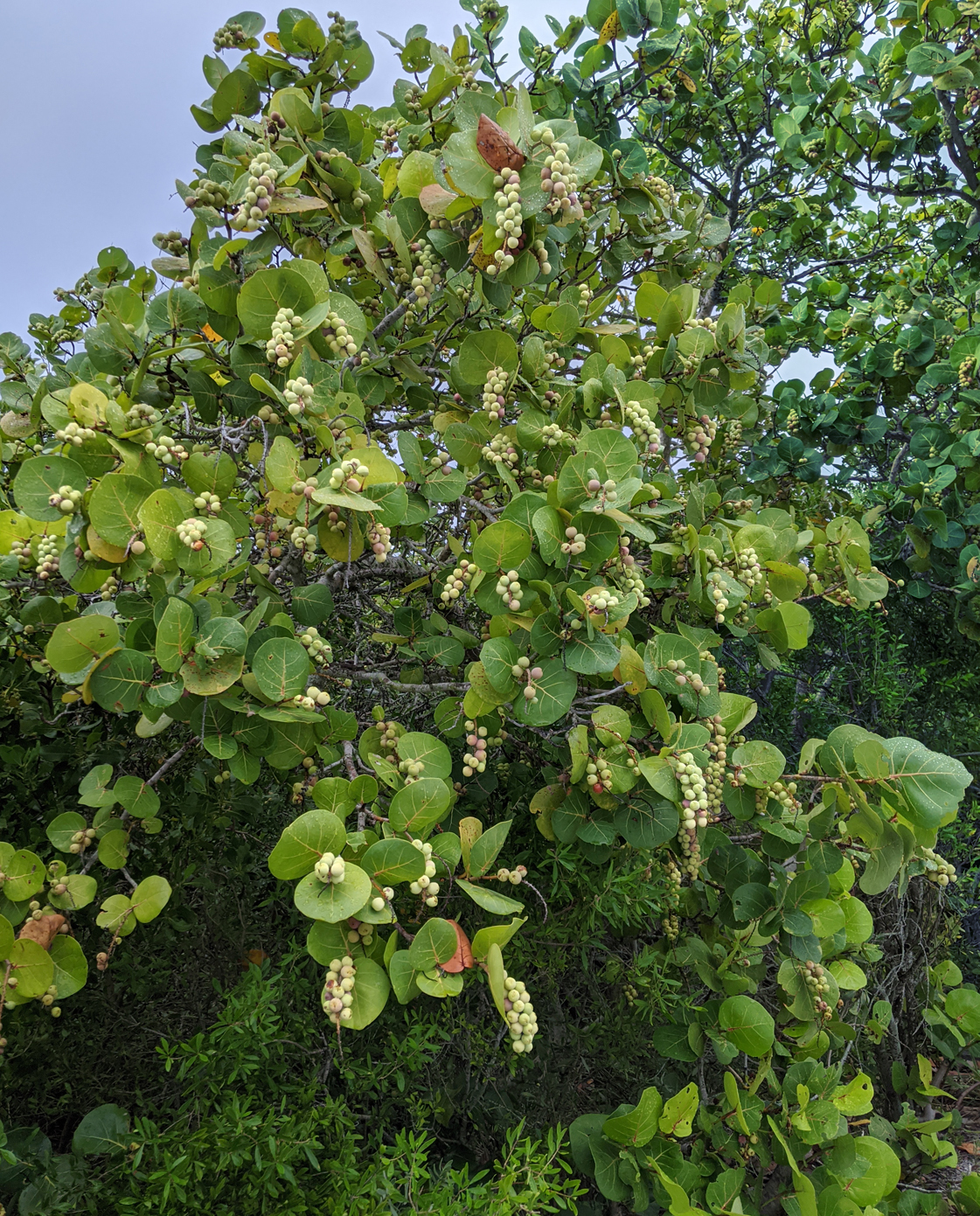 Groundbreaking Roots: Sea Grape: a Fine Florida Native