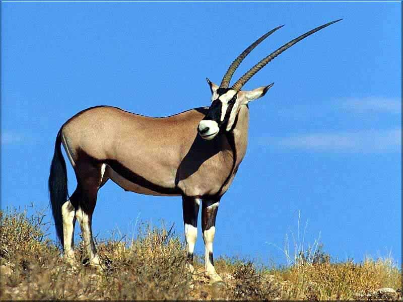 HD Wallpapers: Gemsbok Wallpapers