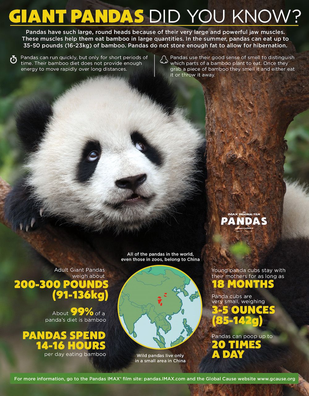 13 Interesting Facts About Giant Pandas