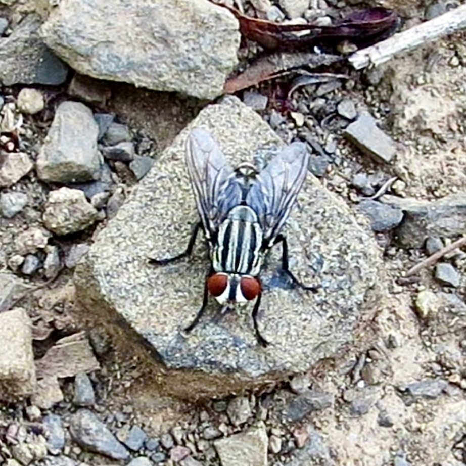 Hiking Curaçao - Flora and Fauna: Stripes. Beetles and flies