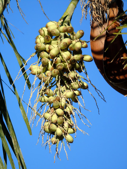 Gueroba [Syagrus oleracea (Mart.) Becc.] | A planta da vez