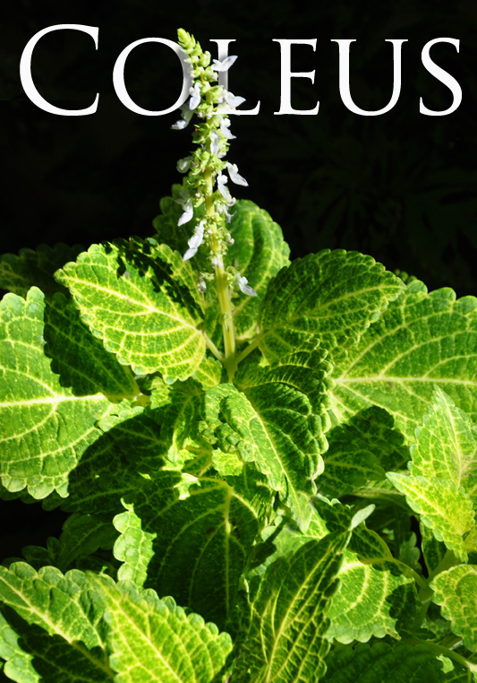 Three Dogs in a Garden: The Year of the Coleus
