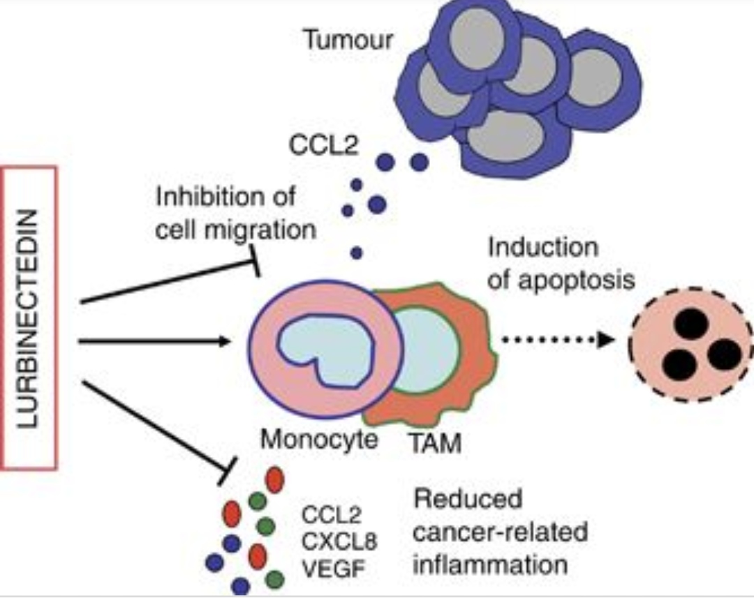PHARMA JONPI .: SMALL CELL LUNG CANCER . New Drugs such as ...