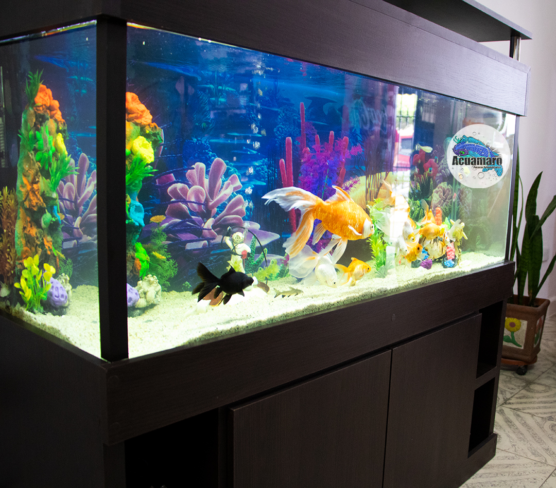 Acuarios, Peceras, Peces, Fuentes de Agua en Cali - Colombia: Pecera ...