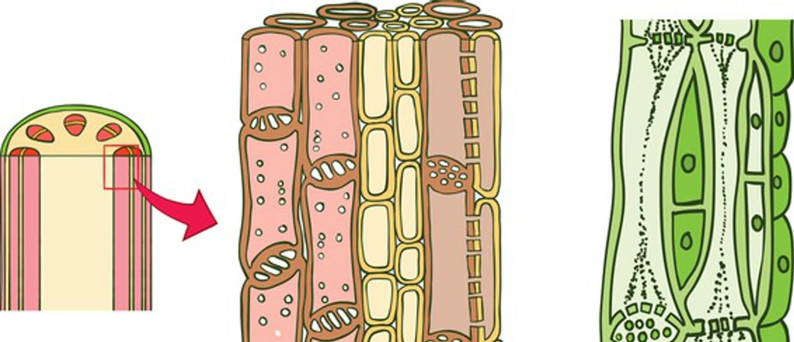 Xylem and phloem. biological structure scheme of inner vascular in ...