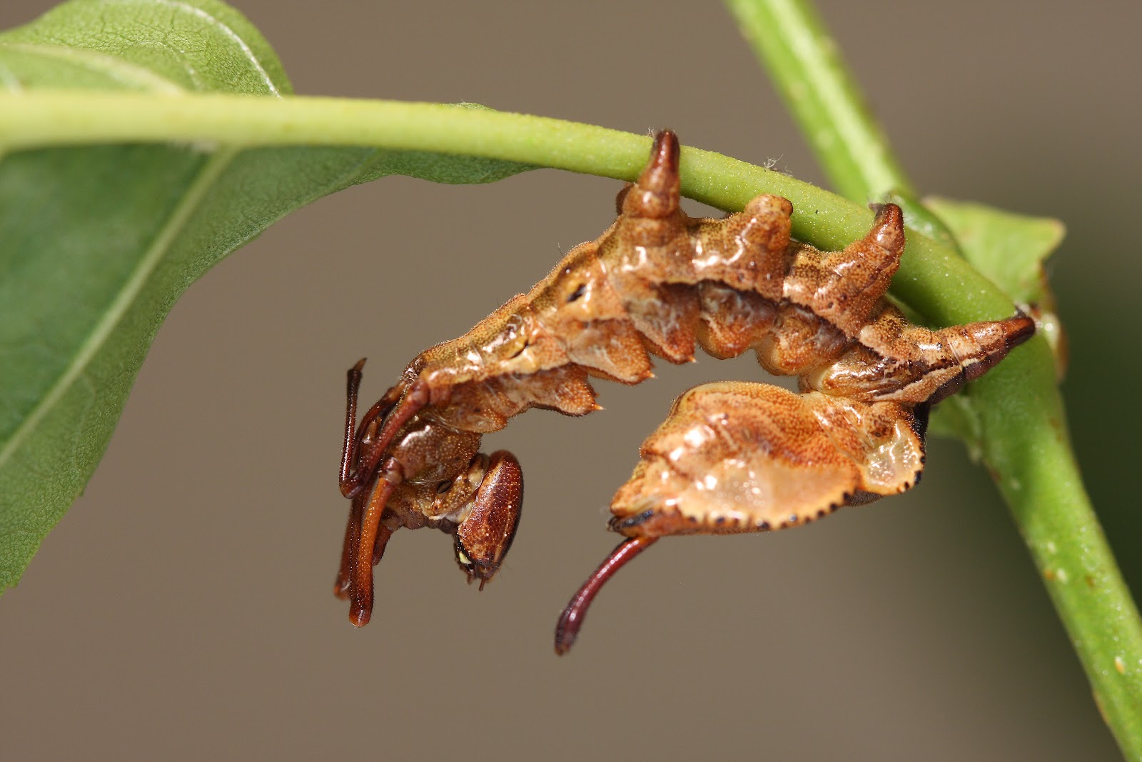 North Wales Bug Blog: Eyeing up a Lobster!