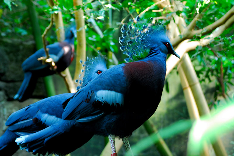 The Jungle Store: A Royally-Named Bird With A Mohawk: The Crowned ...