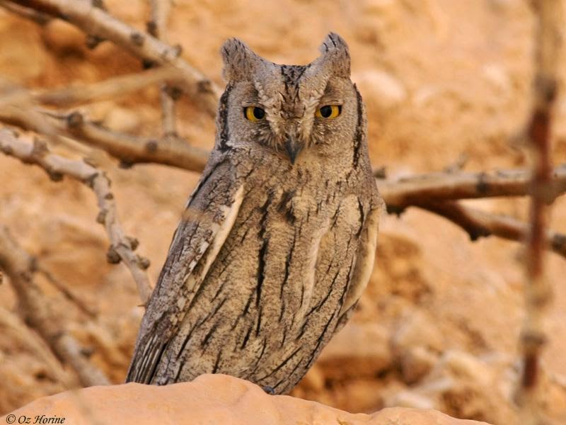 Tierra de lechuzas, búhos, mochuelos, autillos, cárabos: Autillo persa ...