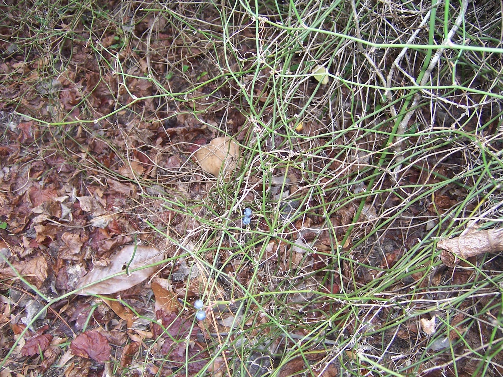 Ken Loyd's Eclectic Blog: Smilax: aka Greenbrier, Catbrier, or "Wait-a ...