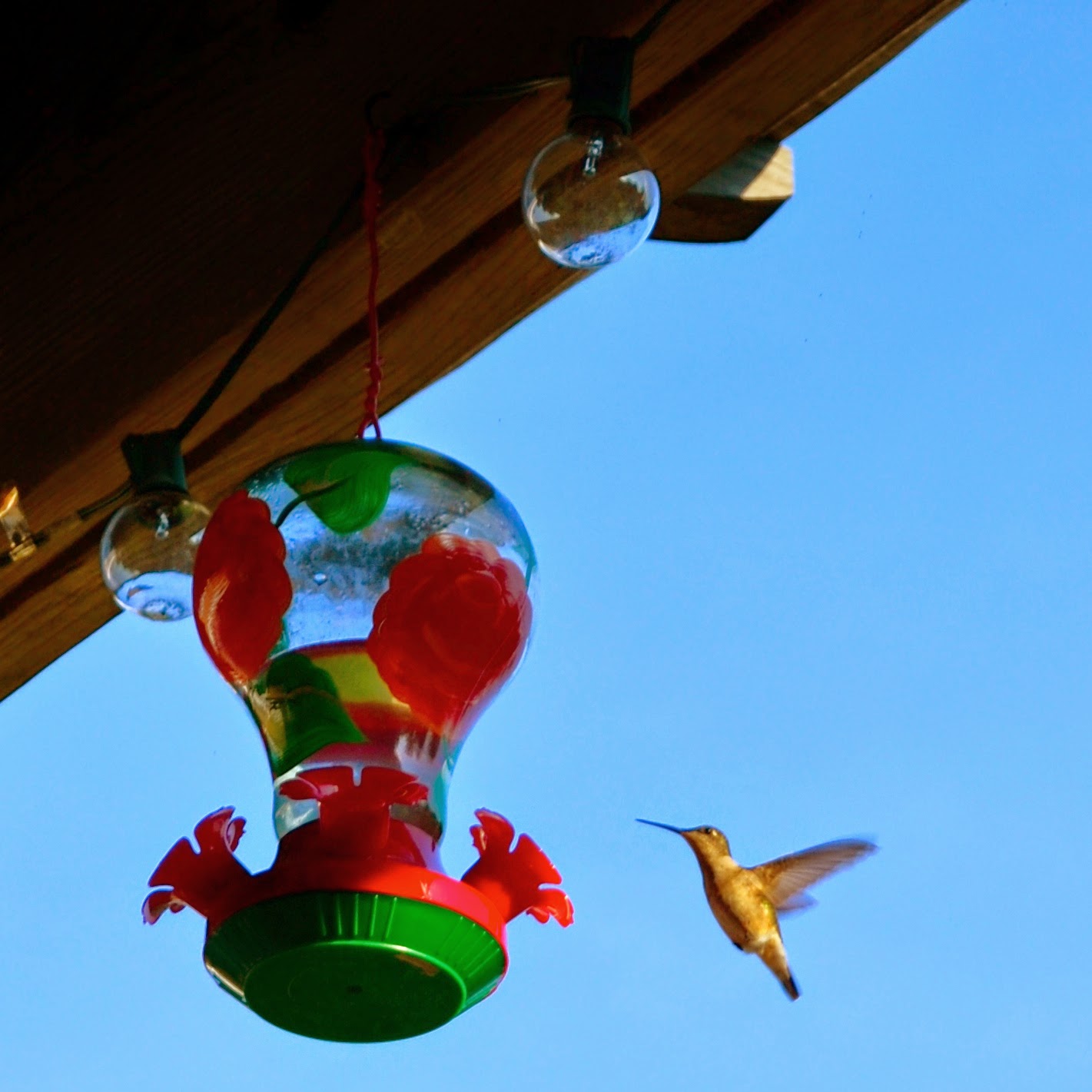 THE FRENCH HUTCH: HUMMINGBIRDS