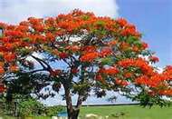 Tanaman Penghias Laman: Pokok Naungan