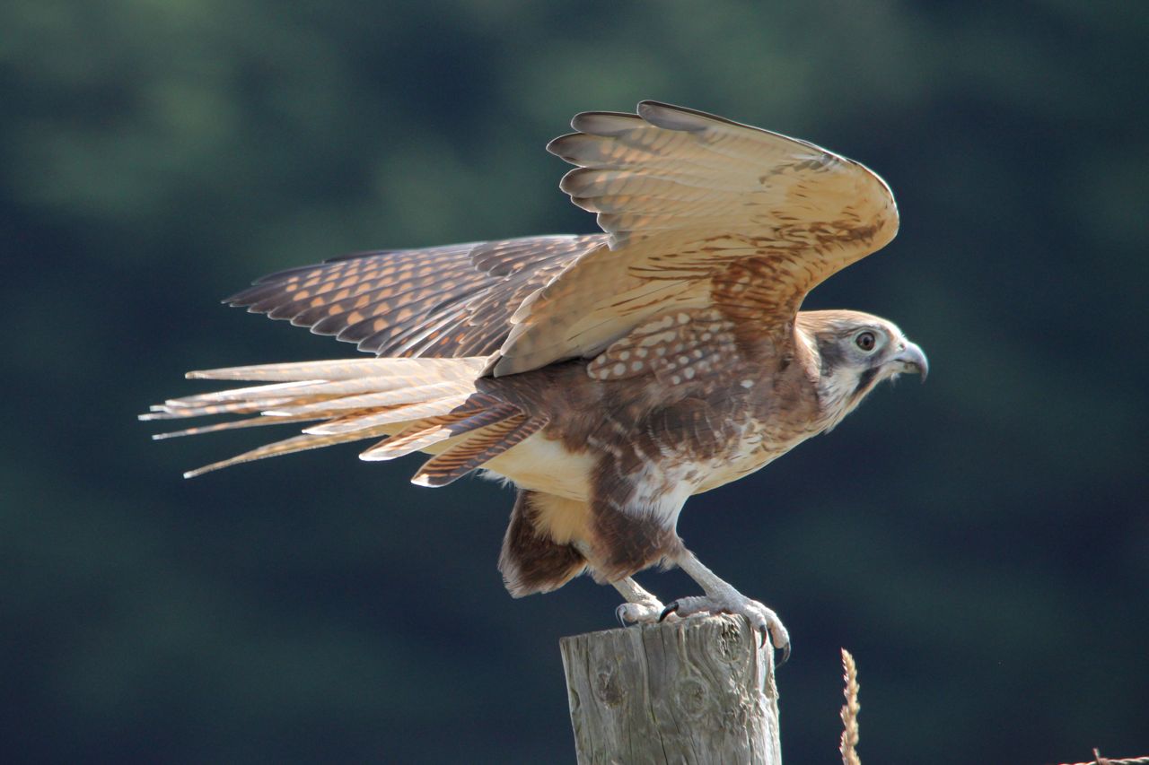 Pete's Flap Birding Aus: Phillip Island raptors