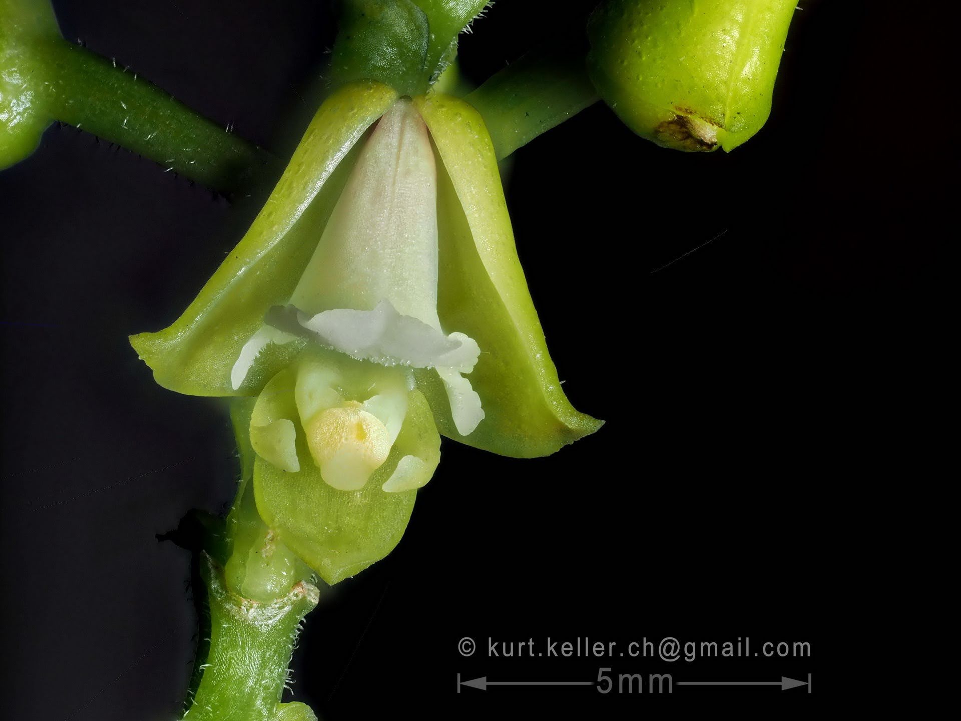 Polystachya concreta