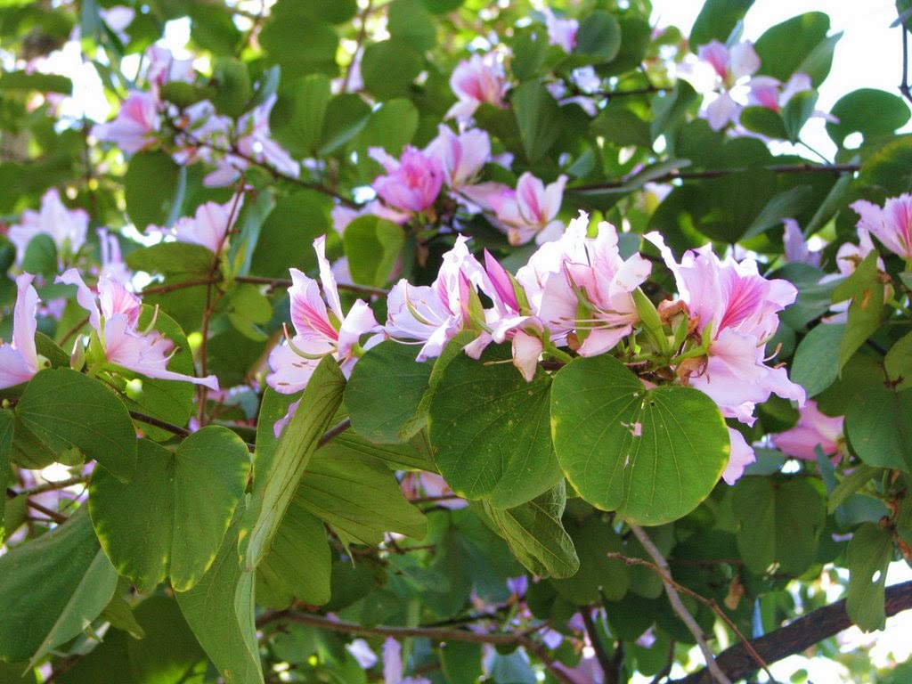 DIÁRIO COM A NATUREZA: 05 DE ABRIL - ÁRVORE BAUHINIA - PATA DE VACA