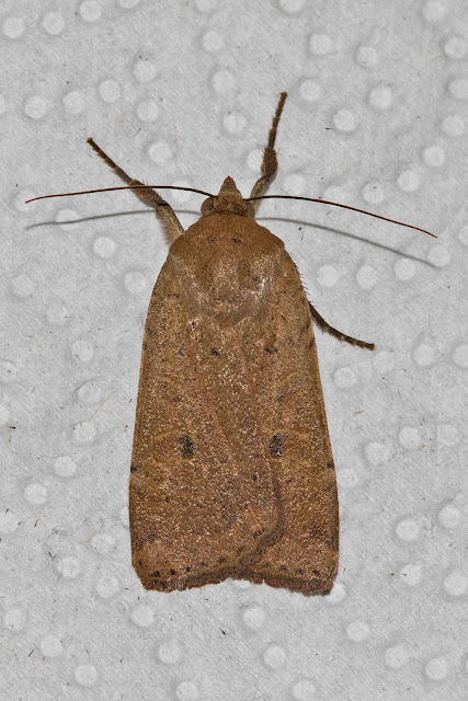 Butterflies, Dragonflies, Moths & other Insects: Neglected Rustic Moth