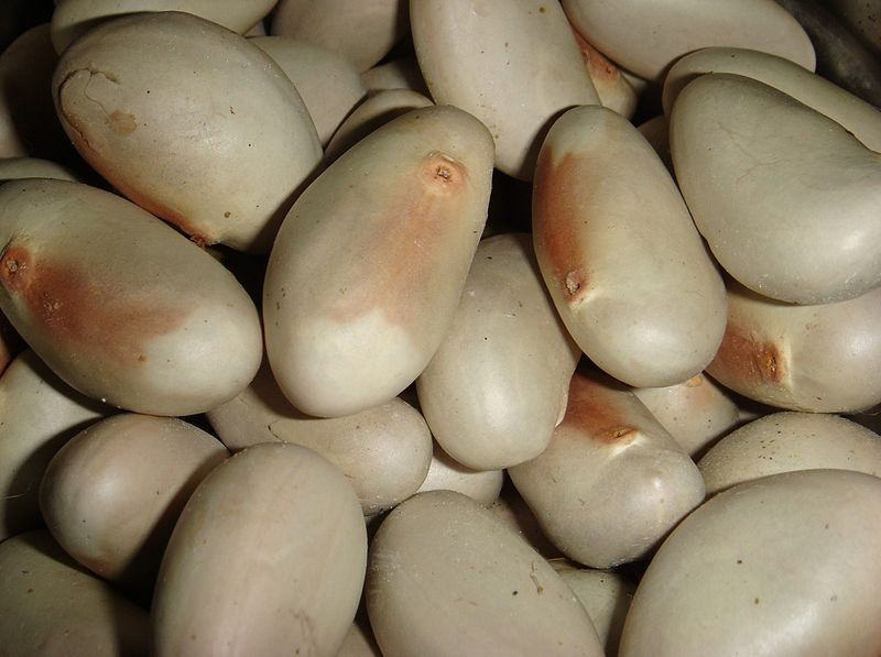 We love Our Bangladesh: Jackfruit (Kathal) -National Fruit of Bangladesh