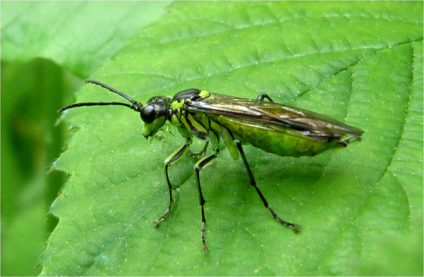 Insects of Scotland: Bees/Wasps/Ichneumons/Sawflies/Ants