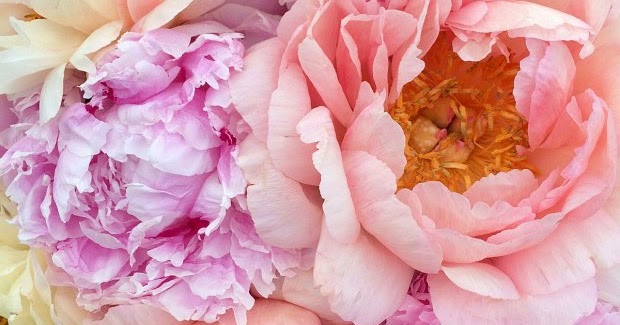 Uae flowers delivery : Purchase plant life on-line: the closing comfort!