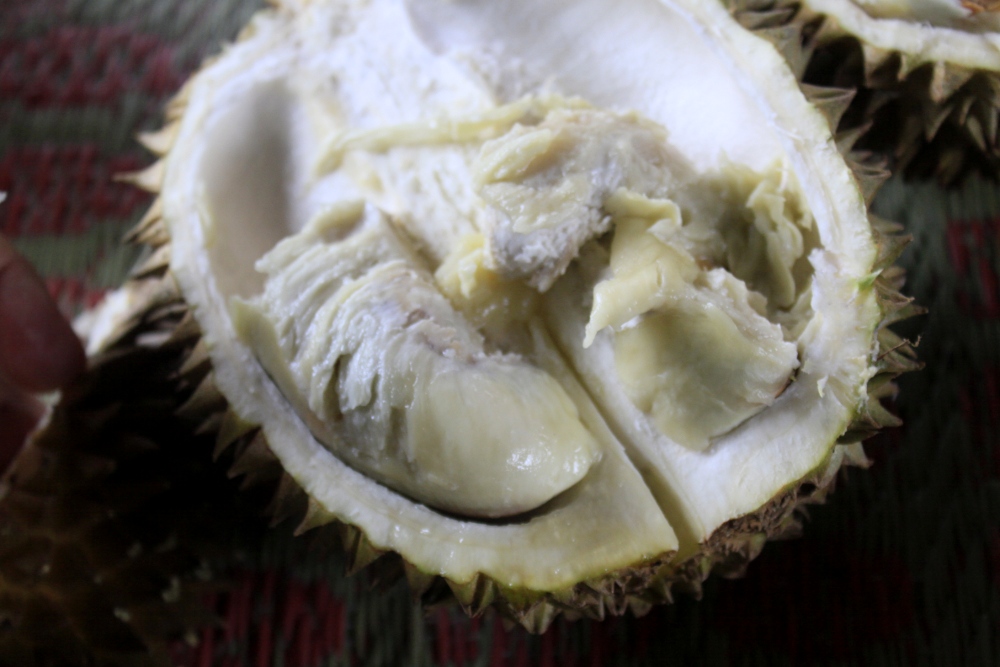 Durian fruit harvest in Roadside BALI