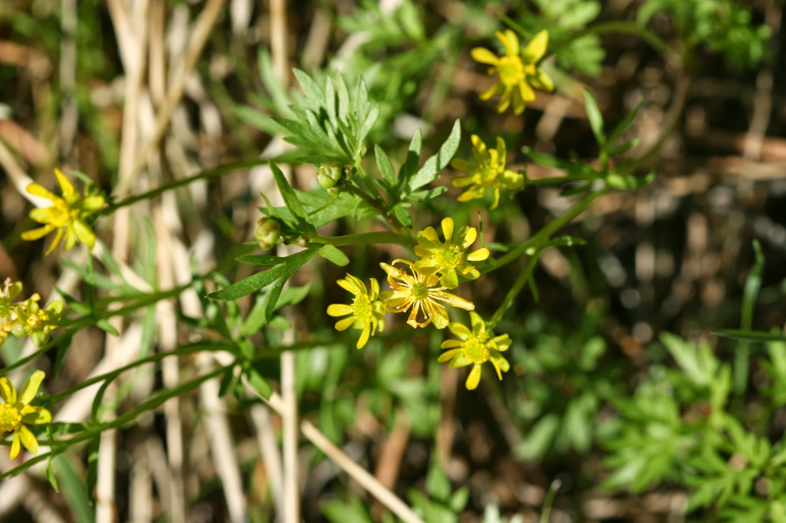 Lory State Park Colorado wildflowers