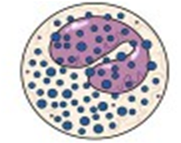 Fungsi Dan Jenis-Jenis Leukosit ( Sel Darah Putih ) | KESEHATAN