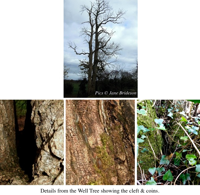 The Ever-Living Ones: Rag Trees