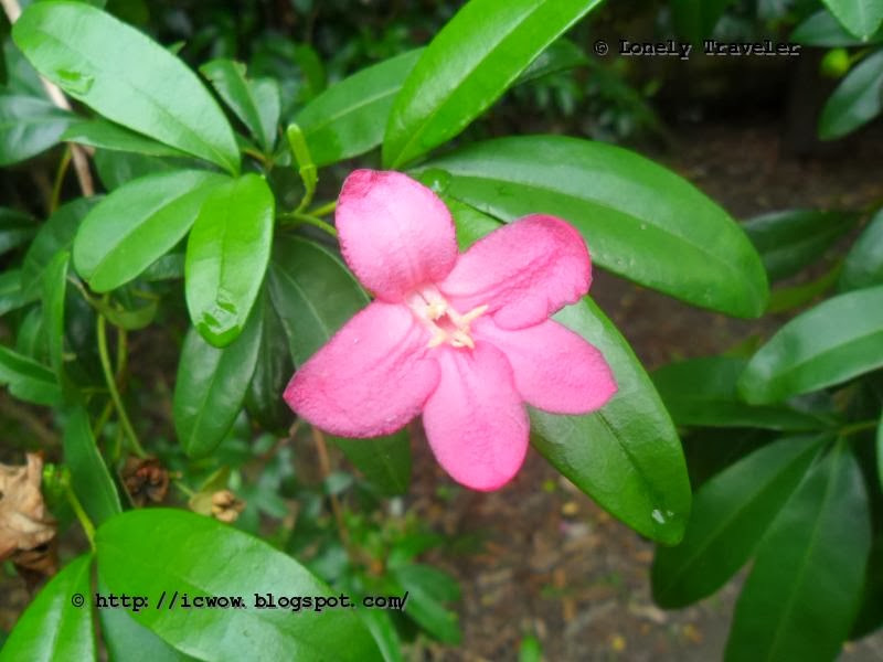 Lemonia Flower - Ravenia spectabilis