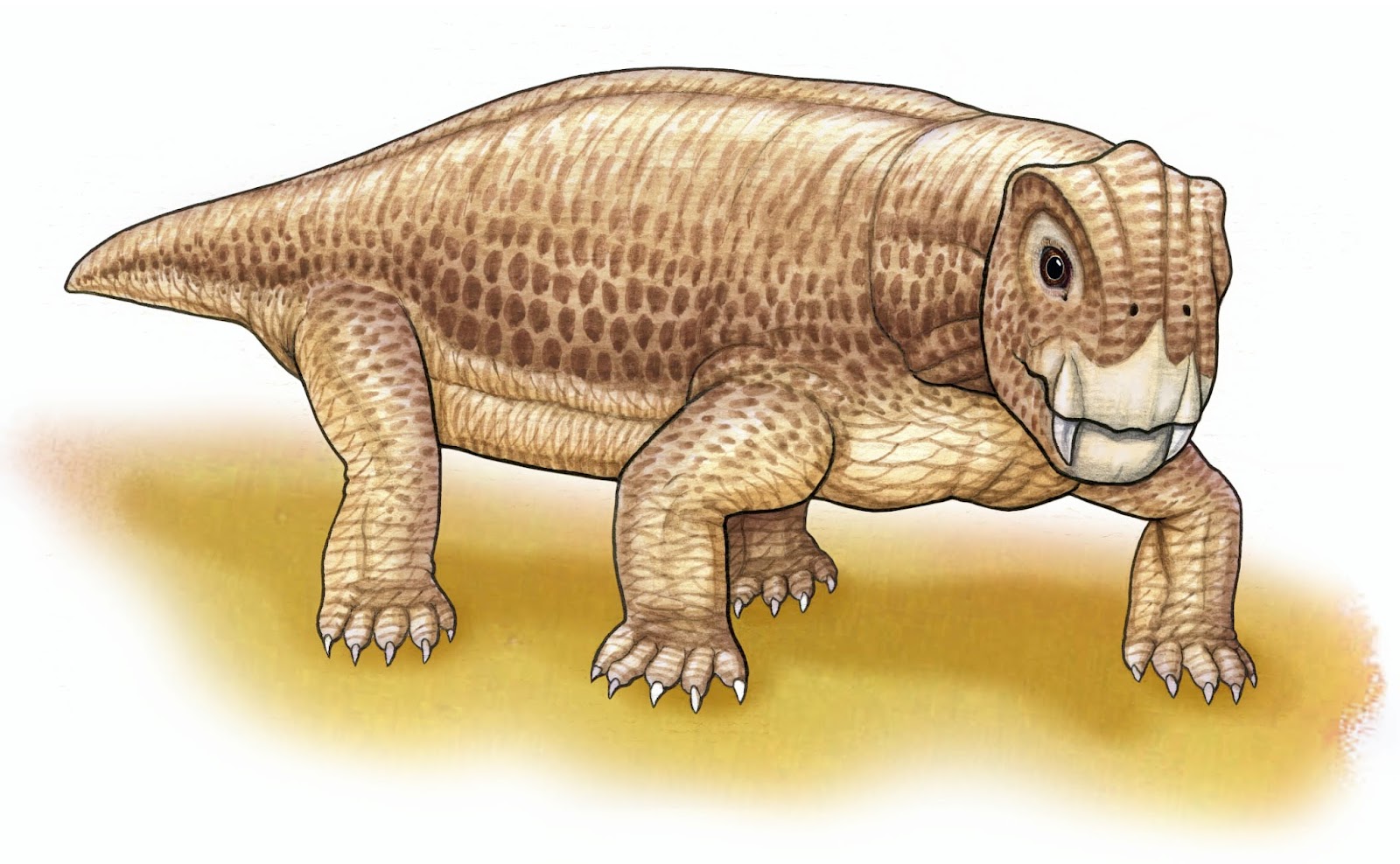 Fernando Urcullo urcullo@gmail.com: Ilustración de Naturaleza y Ciencias