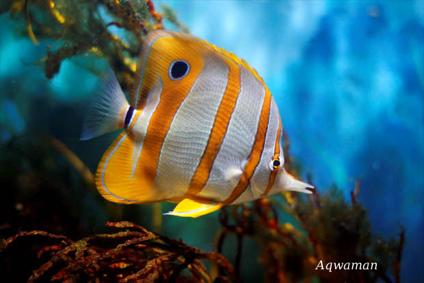 Les shooters de la photographie amateur: Poissons Exotique vue par ...