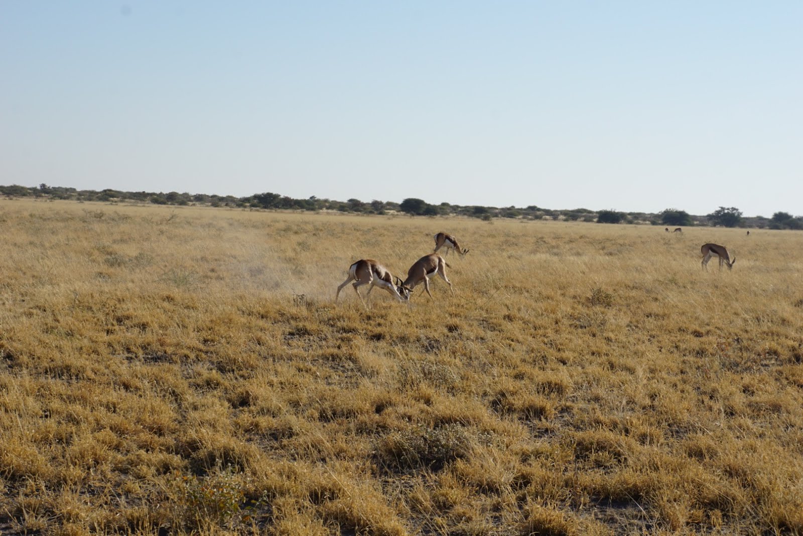 Study Abroad, Botswana: 2018
