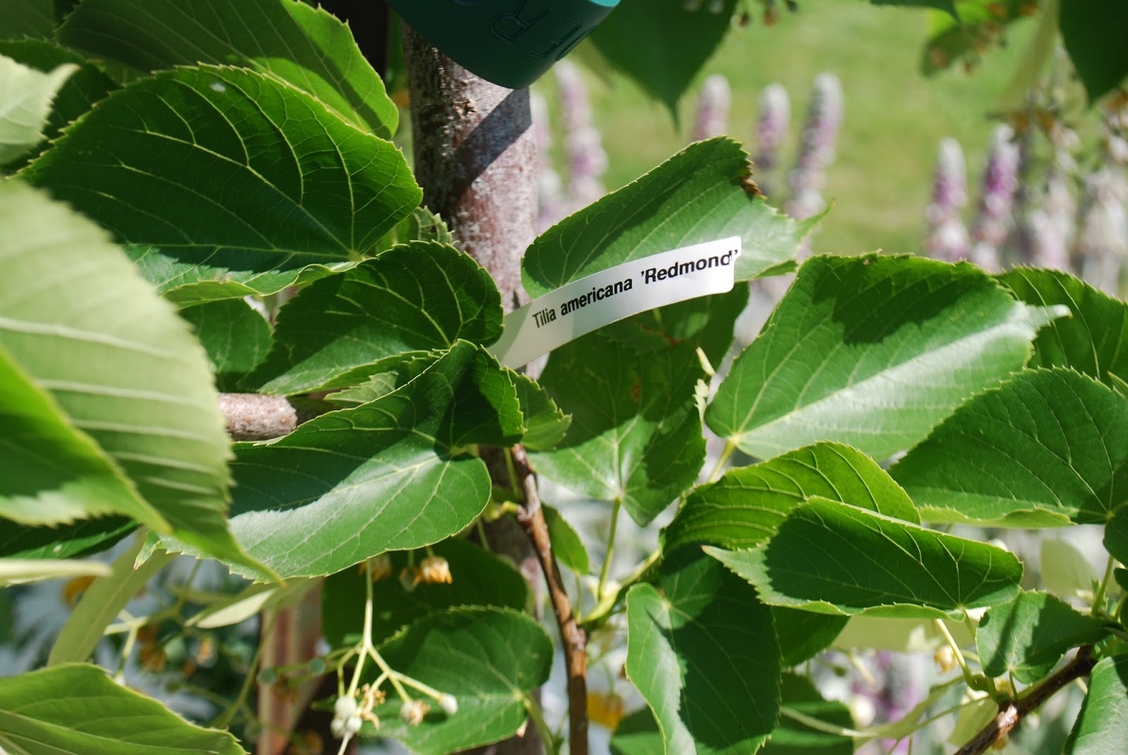 3 Jardins au Québec: Le tilleul, arbre extraordinaire