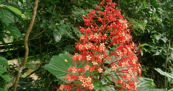Ciri Ciri Pohon Bunga Pagoda Di Alam Liar - Ciriciripohon.com